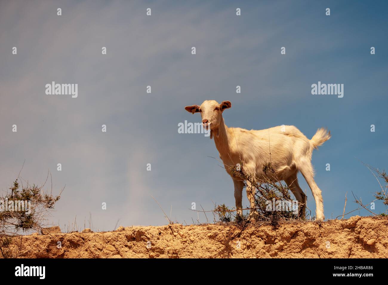 The goat is an artiodactyl mammal - Caprinae subfamily Stock Photo - Alamy