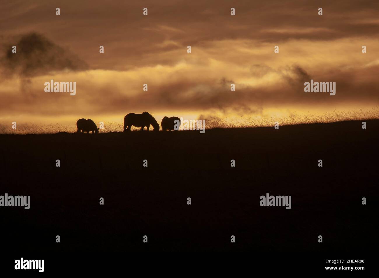 The horse is a domesticated perissodactyl mammal of the equidae family ...