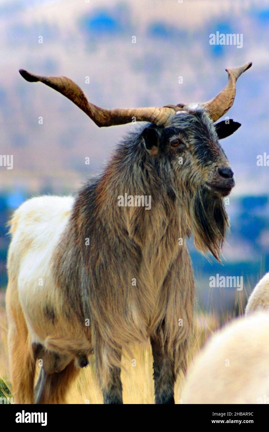 The goat is an artiodactyl mammal - Caprinae subfamily Stock Photo - Alamy