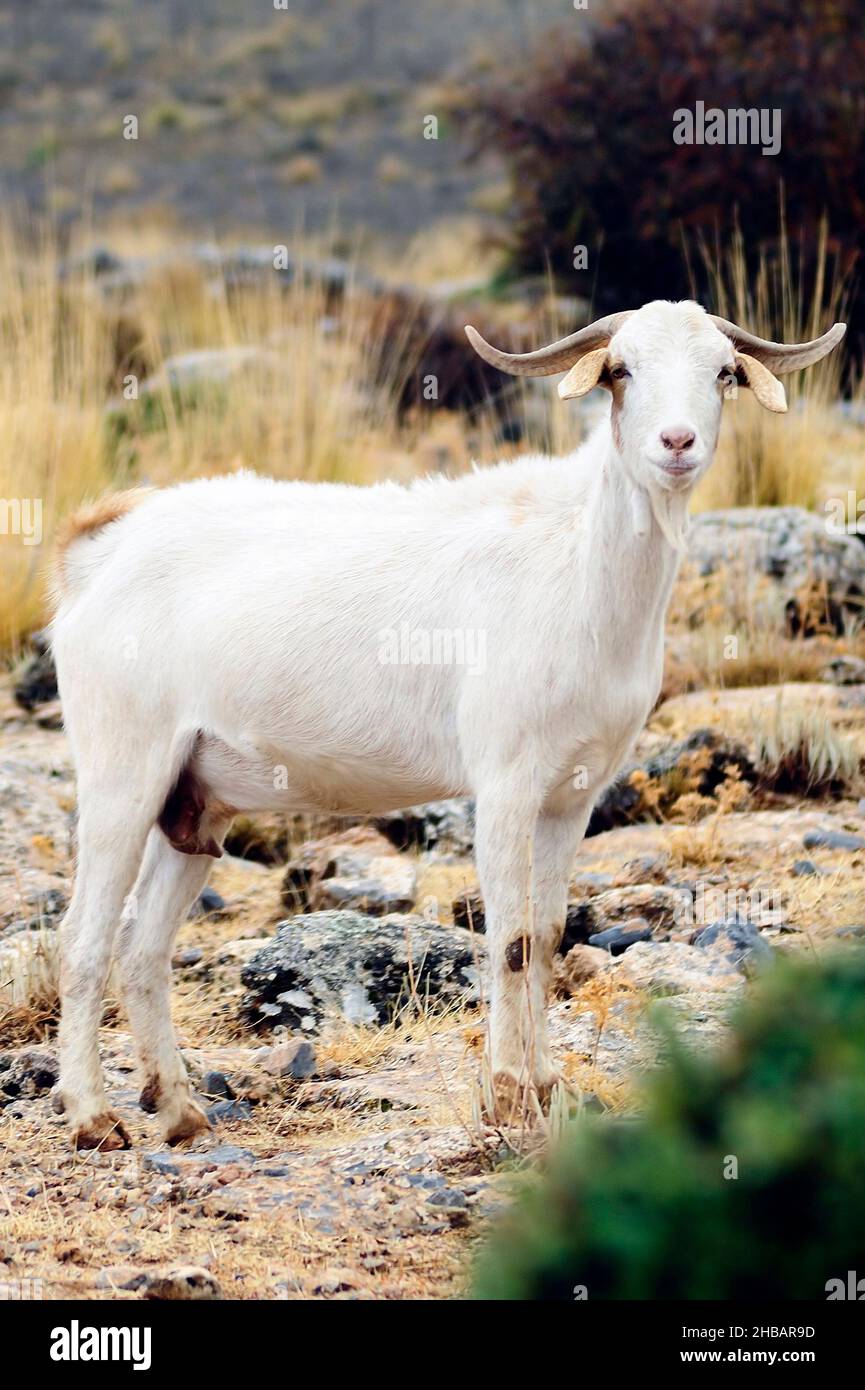 The goat is an artiodactyl mammal - Caprinae subfamily Stock Photo - Alamy