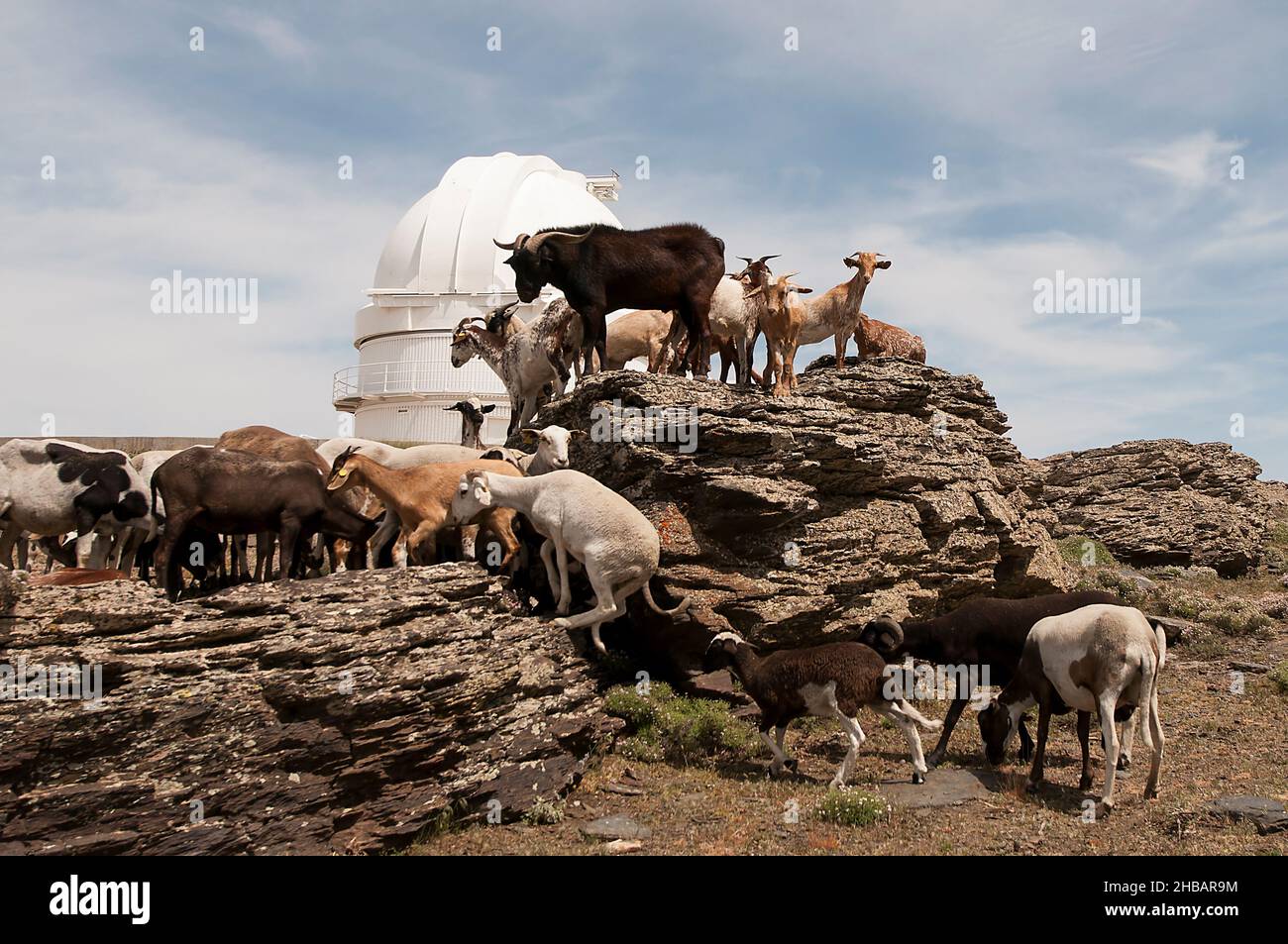 The goat is an artiodactyl mammal - Caprinae subfamily Stock Photo - Alamy