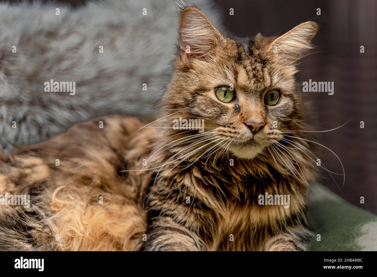 Cat portrait, close-up. Beautiful Maine Coon cat lies on the sofa Stock ...