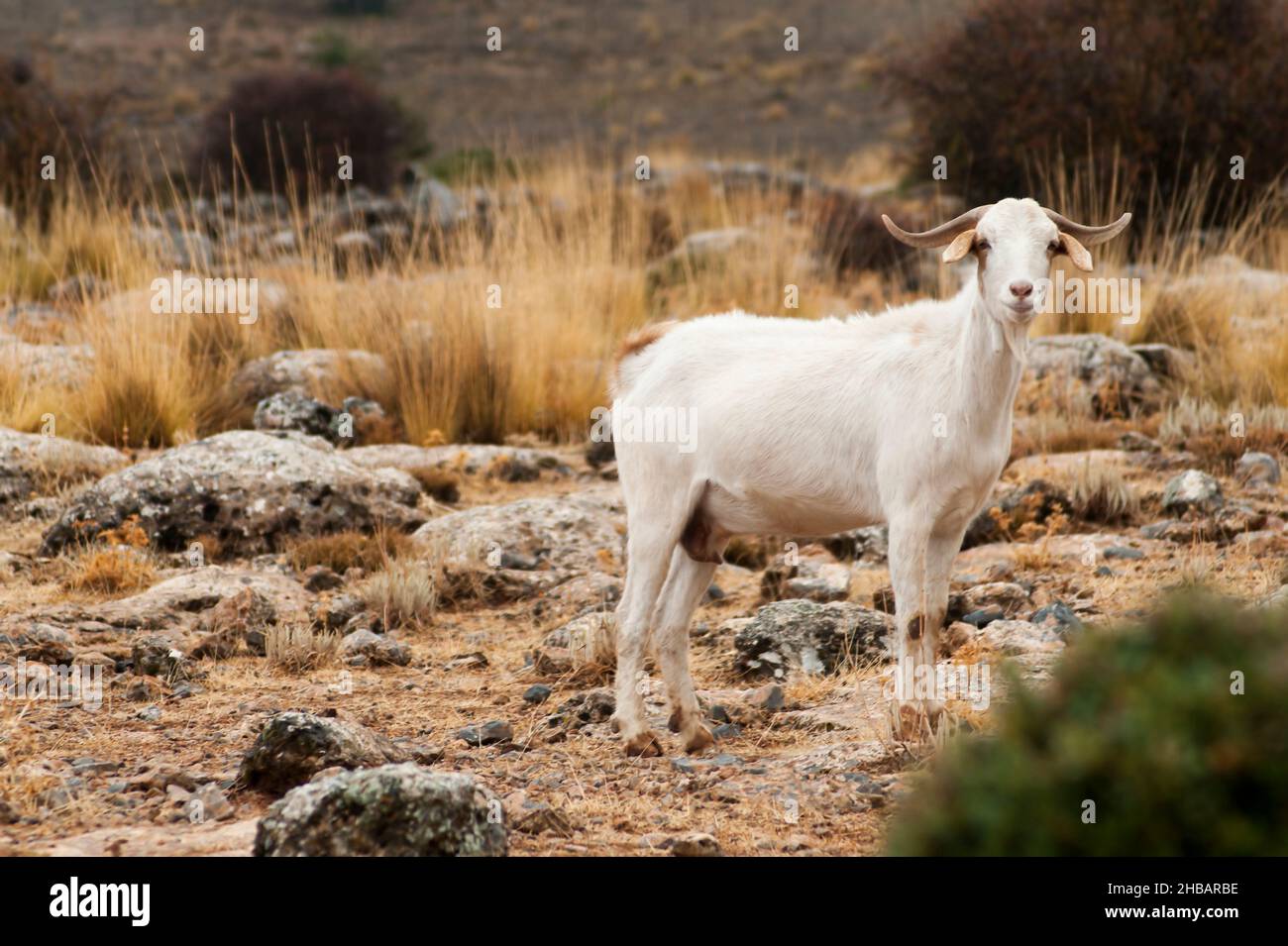 The goat is an artiodactyl mammal - Caprinae subfamily Stock Photo - Alamy