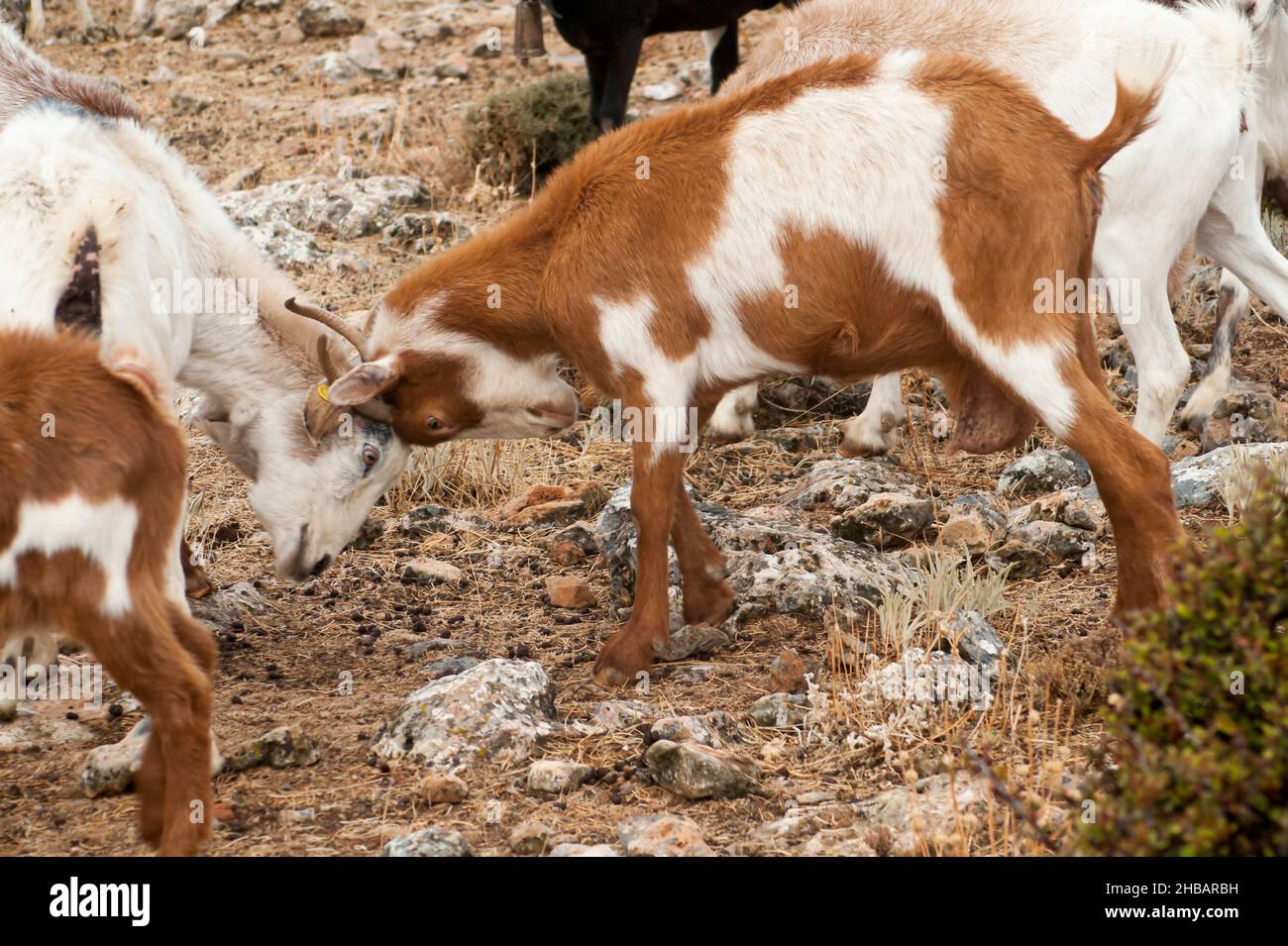 The goat is an artiodactyl mammal - Caprinae subfamily Stock Photo - Alamy