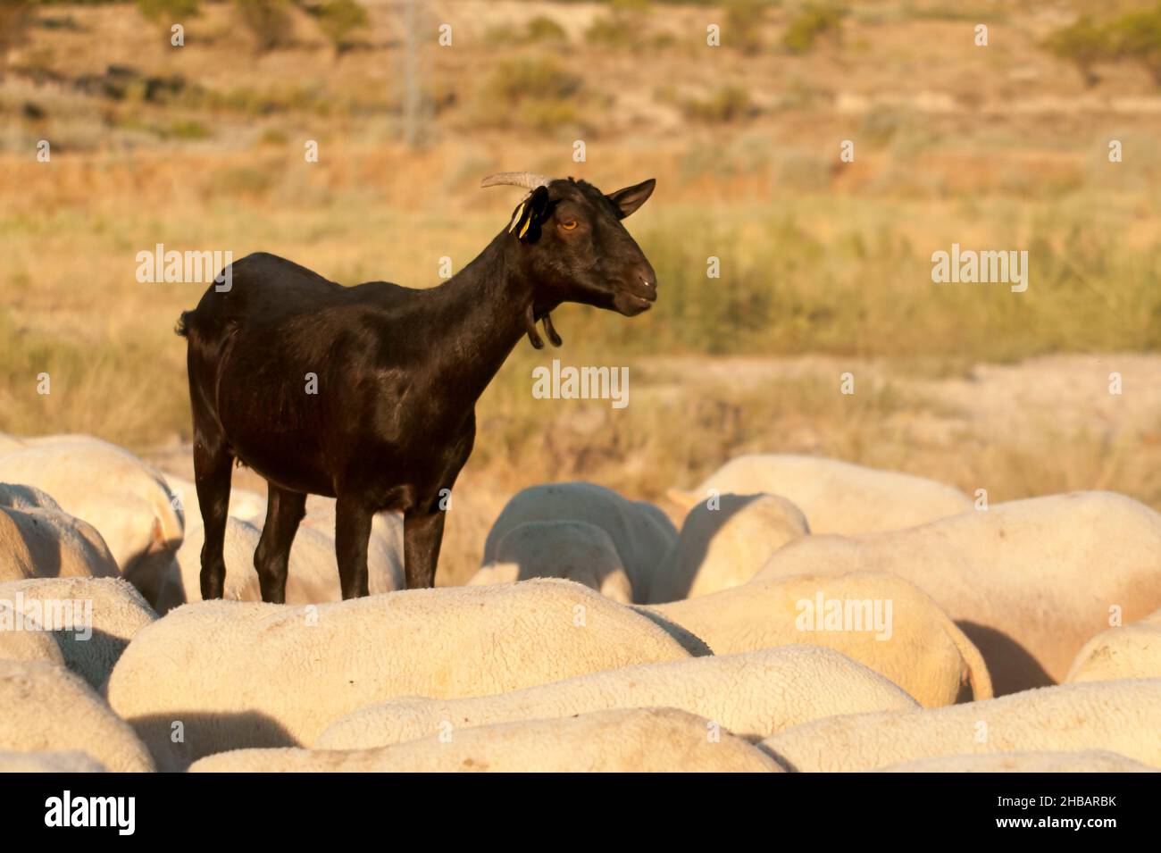 The goat is an artiodactyl mammal - Caprinae subfamily Stock Photo - Alamy