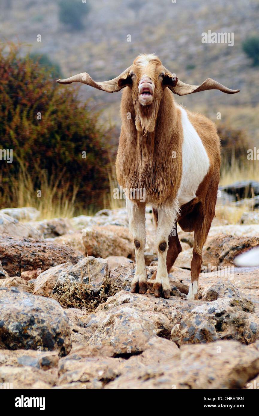 The goat is an artiodactyl mammal - Caprinae subfamily Stock Photo - Alamy
