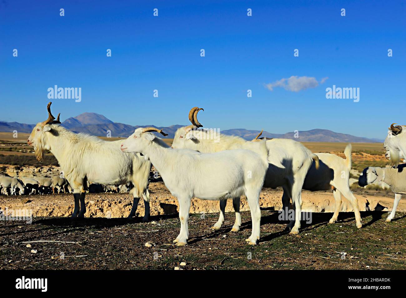 The goat is an artiodactyl mammal - Caprinae subfamily Stock Photo - Alamy