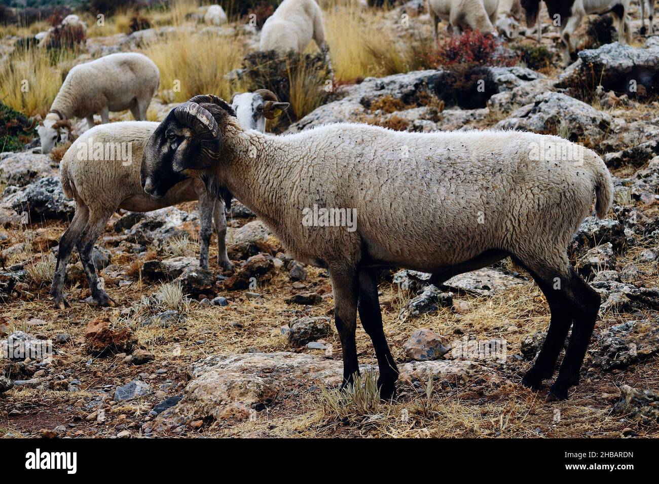 Ovis orientalis aries - The sheep is a domestic quadruped mammal Stock Photo - Alamy