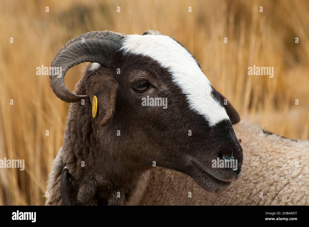 The goat is an artiodactyl mammal - Caprinae subfamily Stock Photo - Alamy