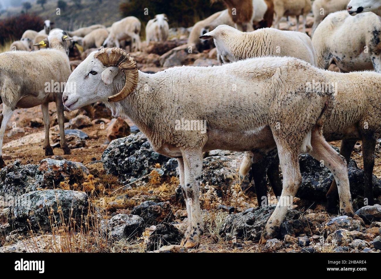Ovis orientalis aries - The sheep is a domestic quadruped mammal Stock ...