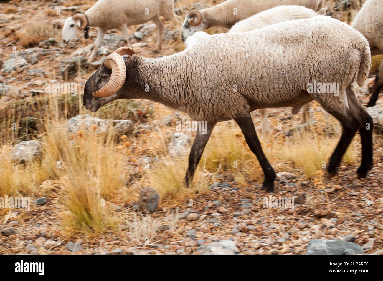 Ovis orientalis aries - The sheep is a domestic quadruped mammal Stock ...
