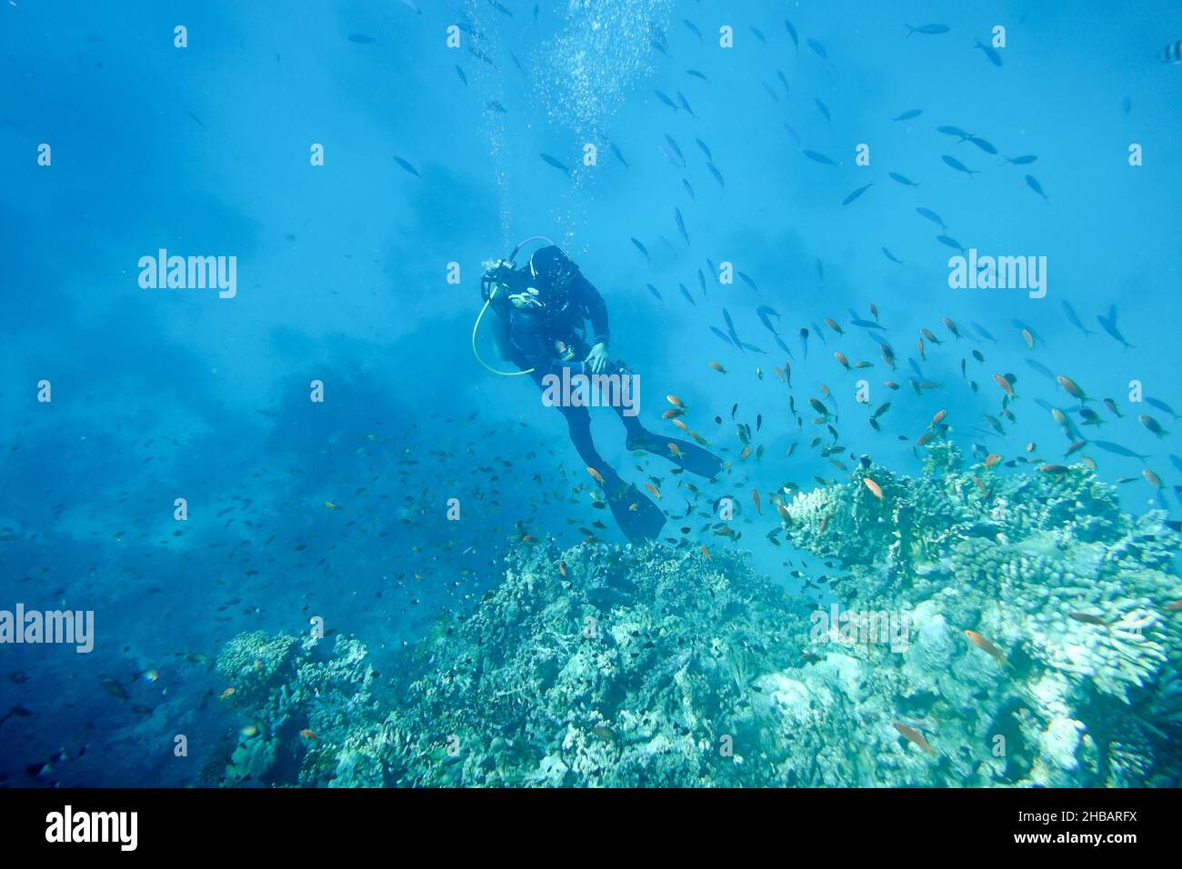 Scuba diver near sea bottom Stock Photo - Alamy