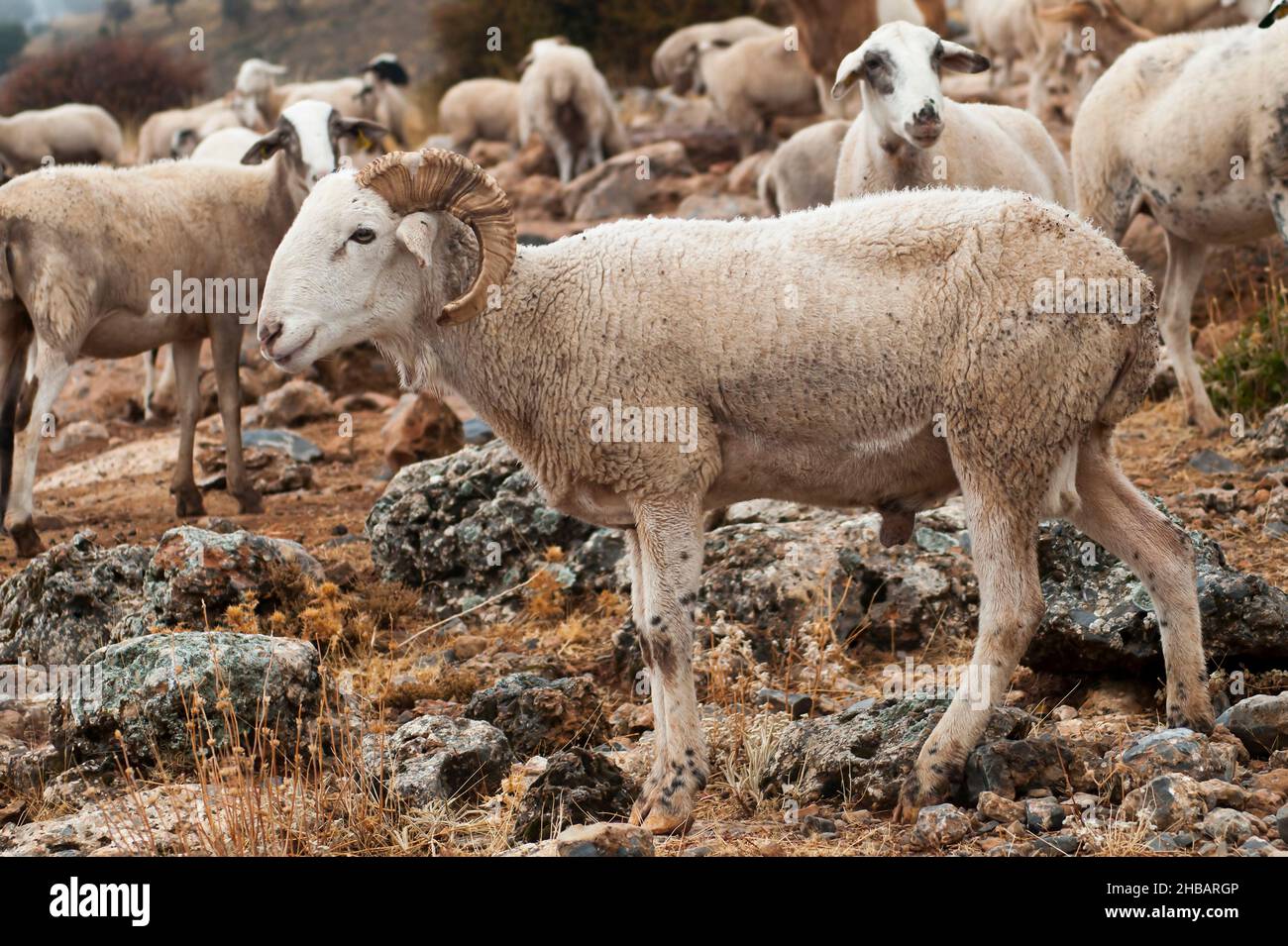 Ovis orientalis aries - The sheep is a domestic quadruped mammal Stock Photo - Alamy