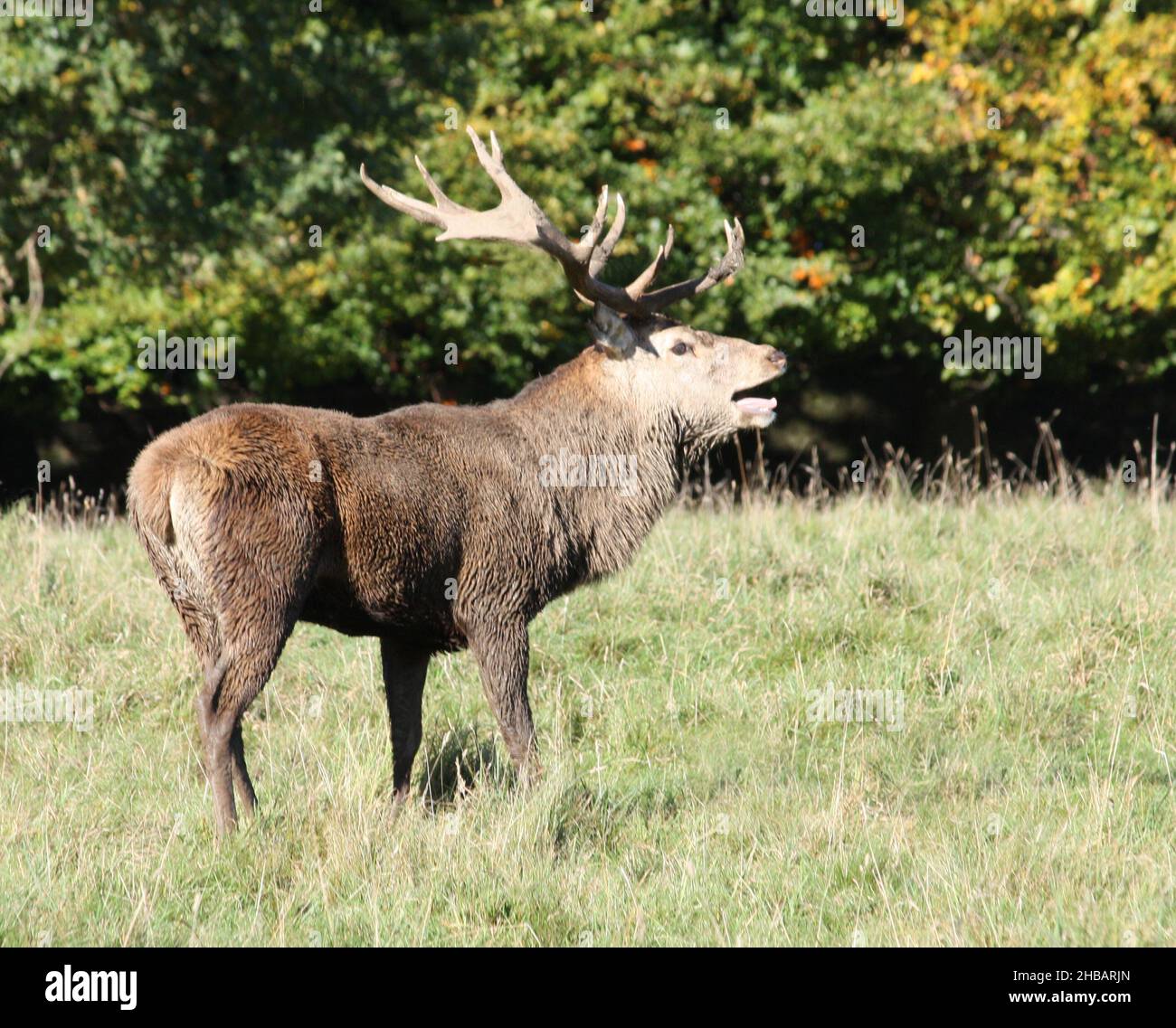 A Large Majestic Red Deer with Antlers Stock Photo - Alamy