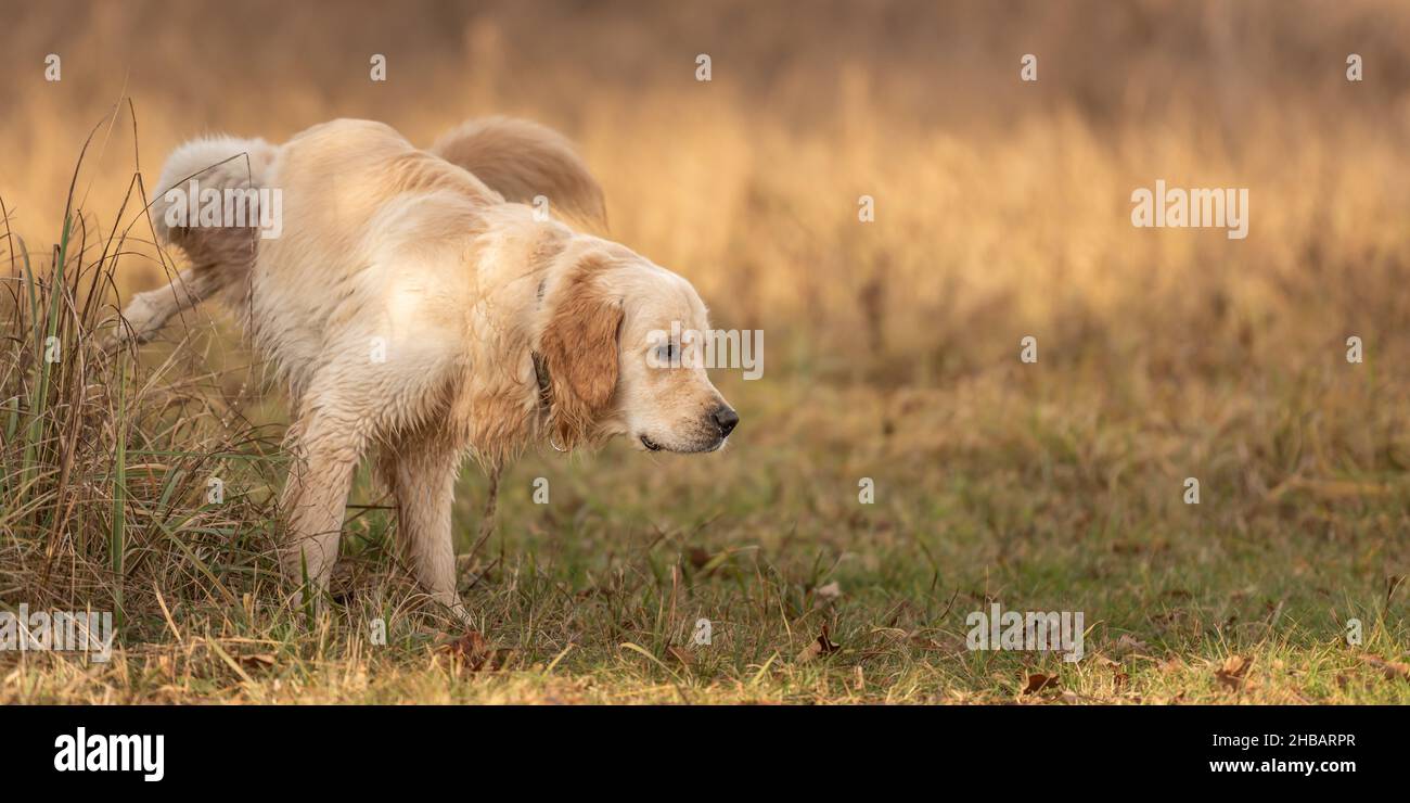 Labrador Retriever dog lifting his leg to pee outside in nature on a ...