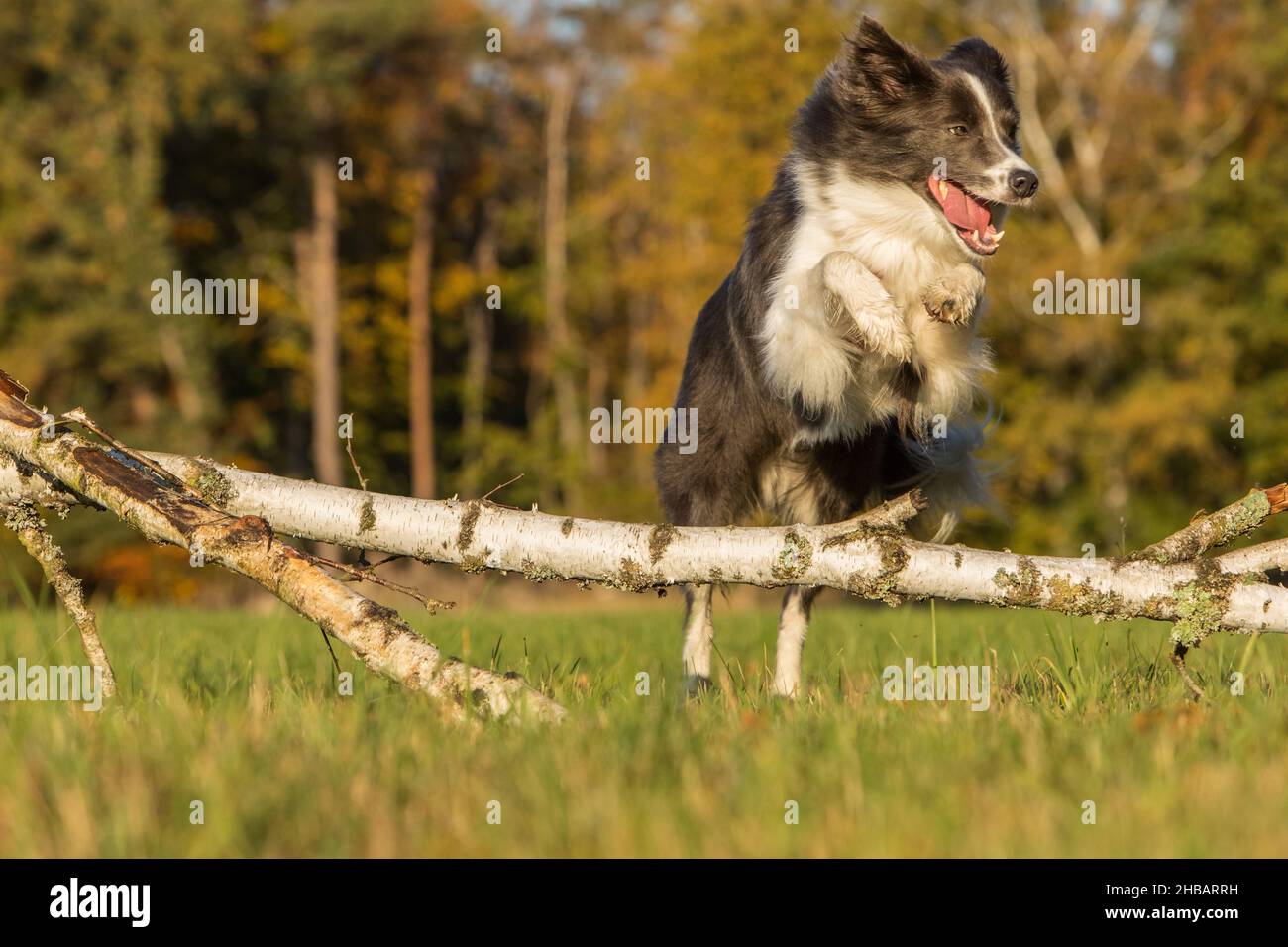 Border collie im wald hi-res stock photography and images - Alamy