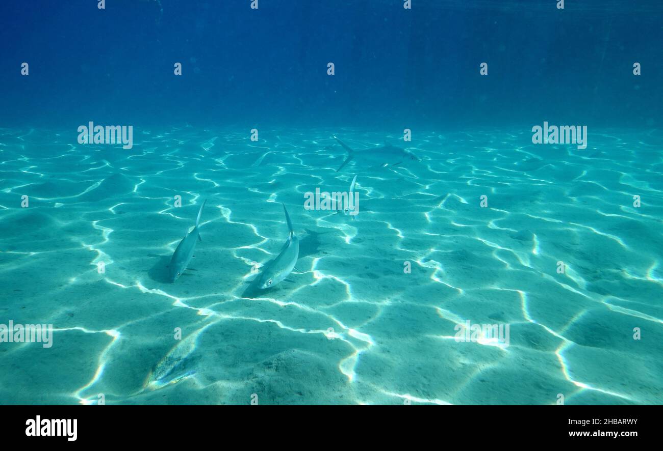 Beautiful underwater background, sun beams Stock Photo - Alamy