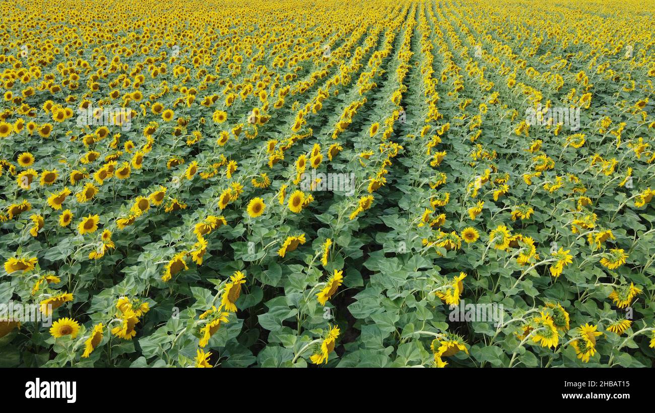 Sunflower field, top view. Sunflower plants bloom in a farmer's field ...