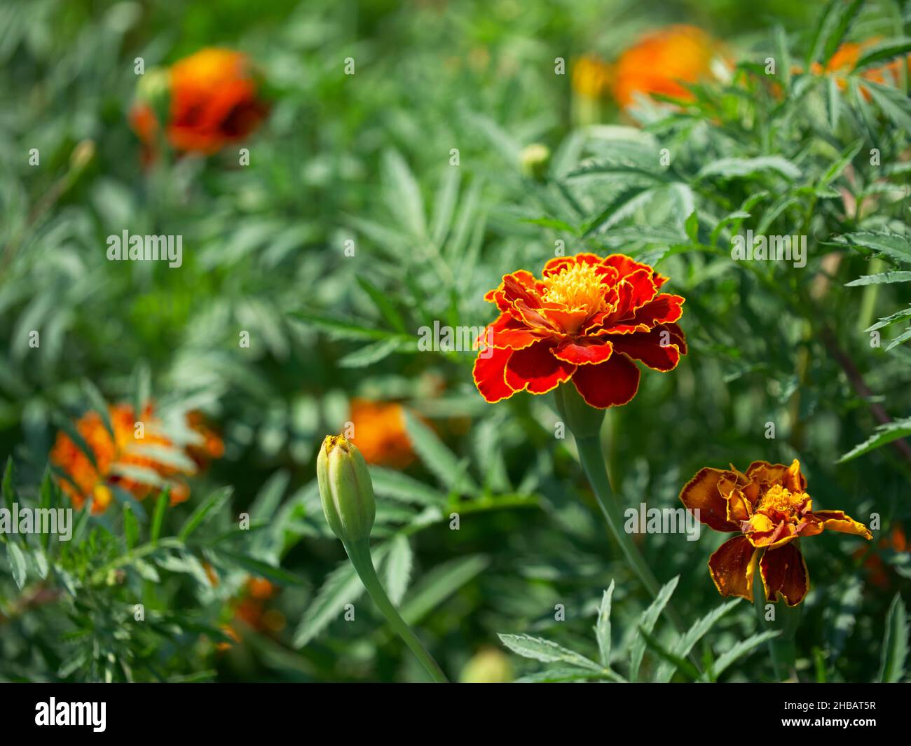 A bush of flowering marigolds. The marigold plant is blooming Stock ...