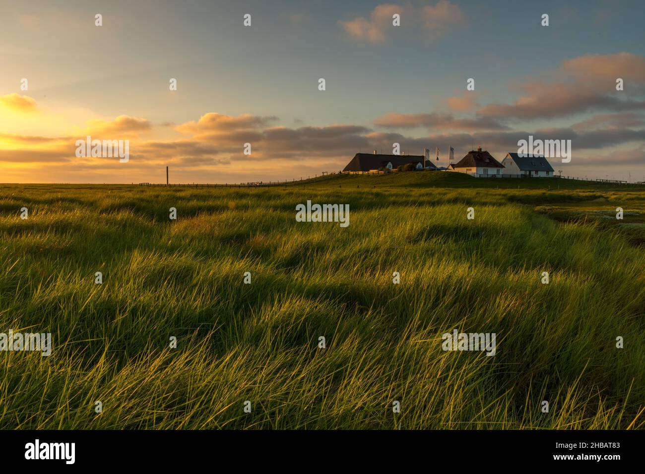 Hamburger hallig hi-res stock photography and images - Alamy