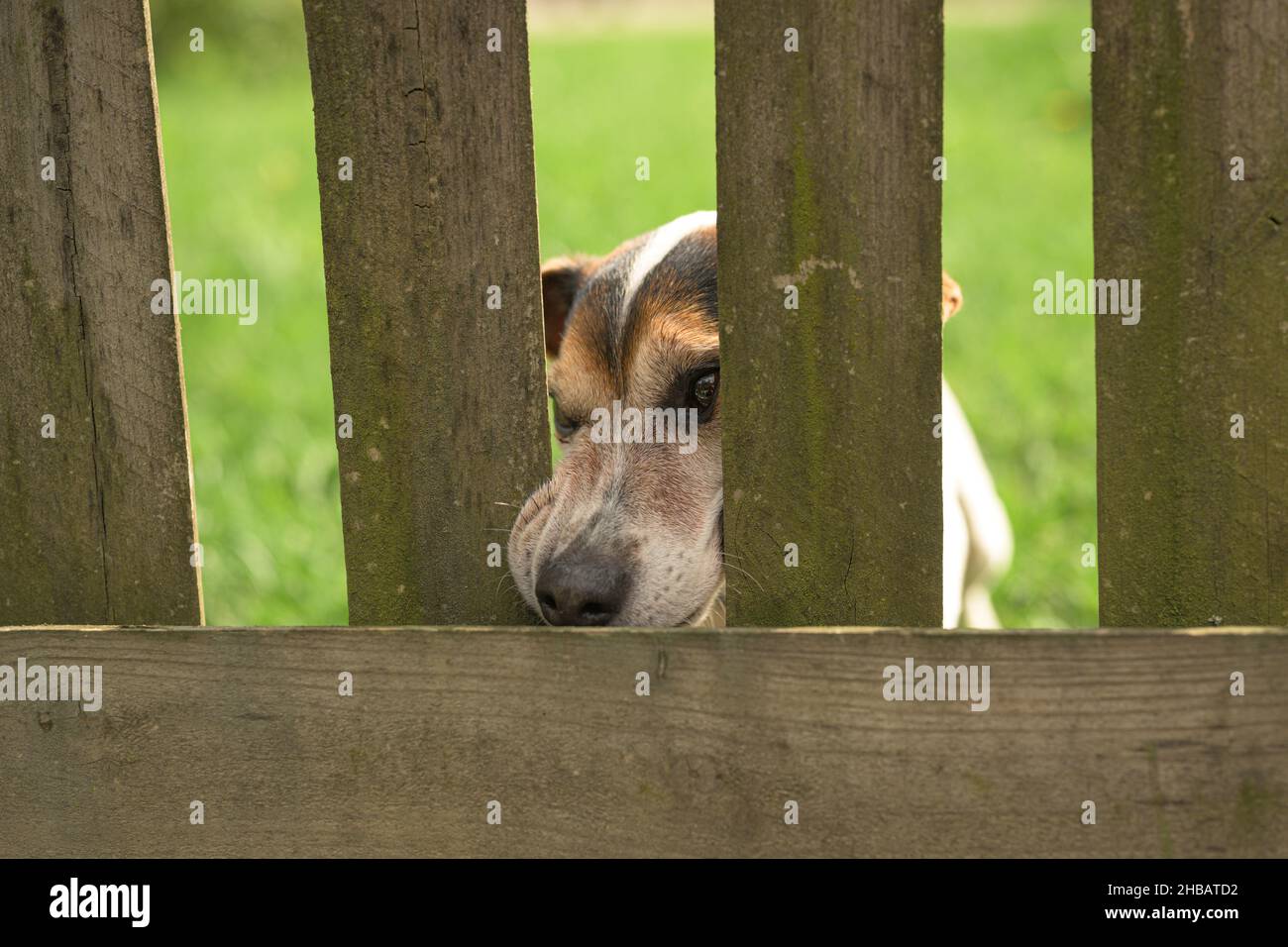 Dog looking through fence hi-res stock photography and images - Alamy