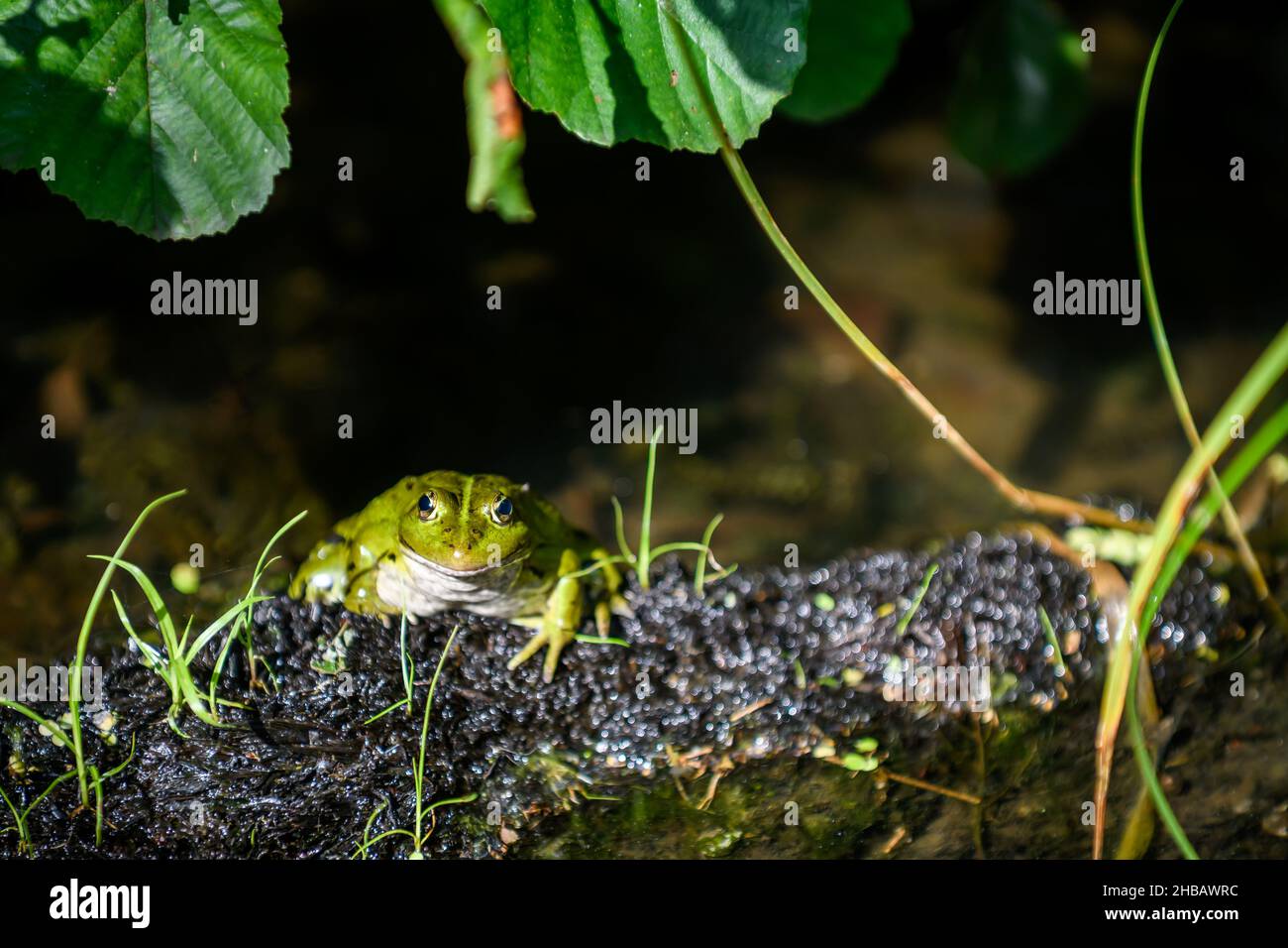 Selective focus photo. Pool frog, Pelophylax lessonae Stock Photo - Alamy