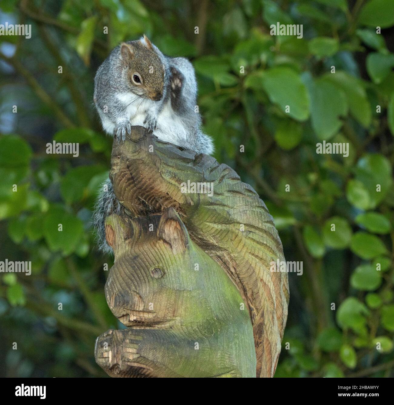 Native american squirrel carving hi-res stock photography and images ...