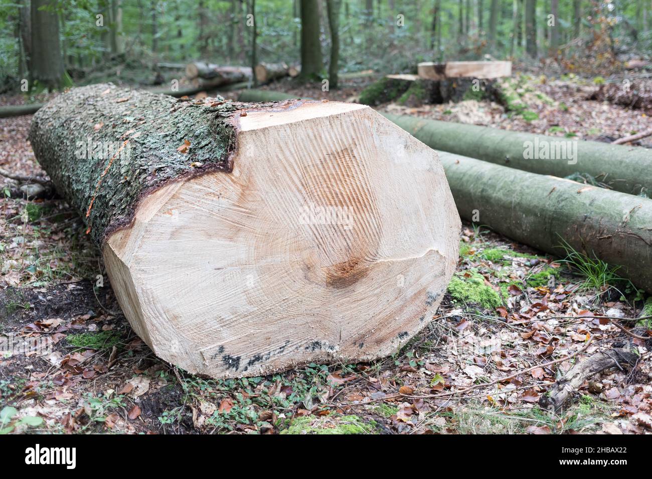 Stump old tree felled hi-res stock photography and images - Alamy