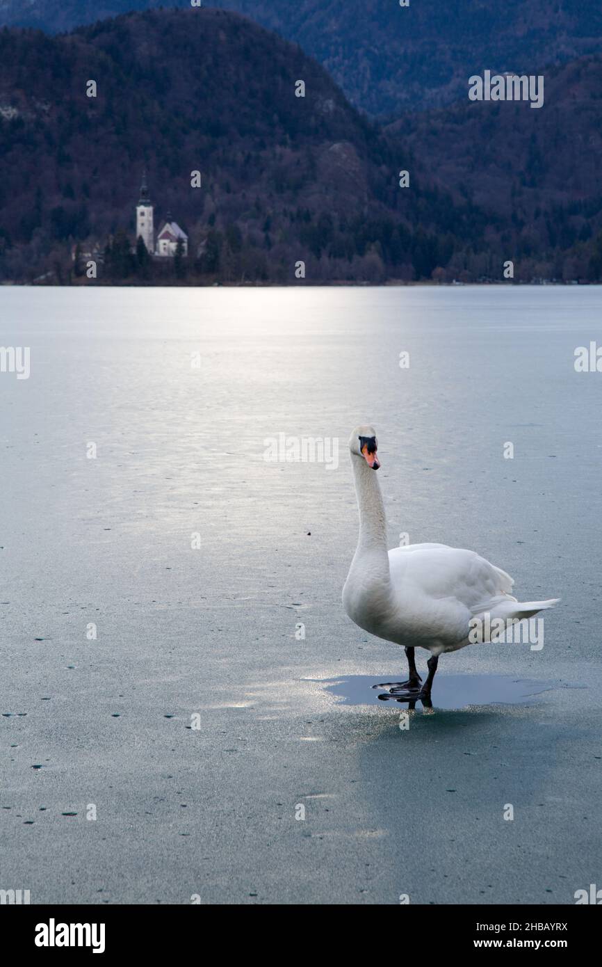 Frozen lake bled hi-res stock photography and images - Alamy