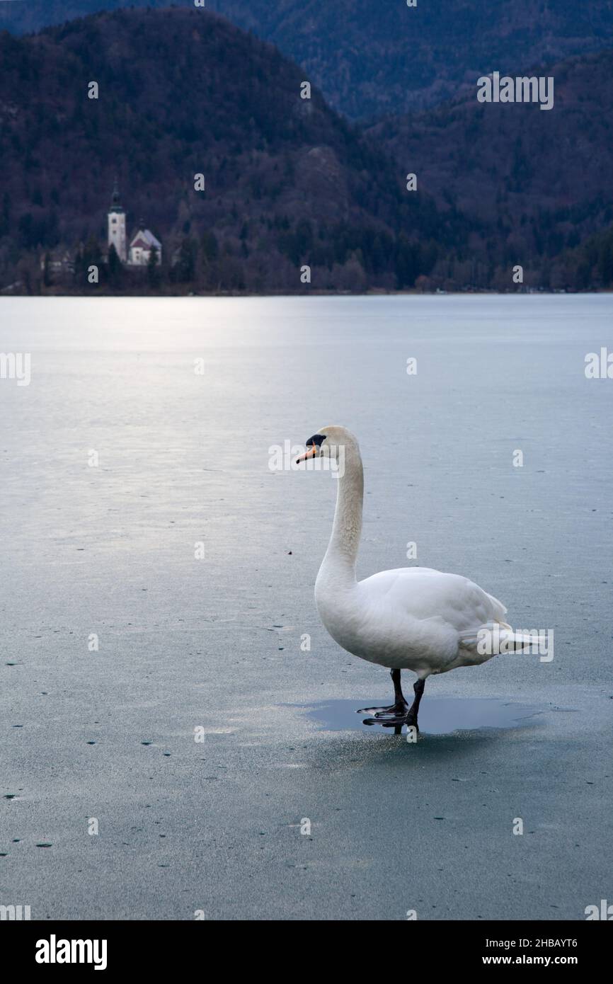 A confused swan on a frozen Lake Bled with the island Pilgrimage Church ...