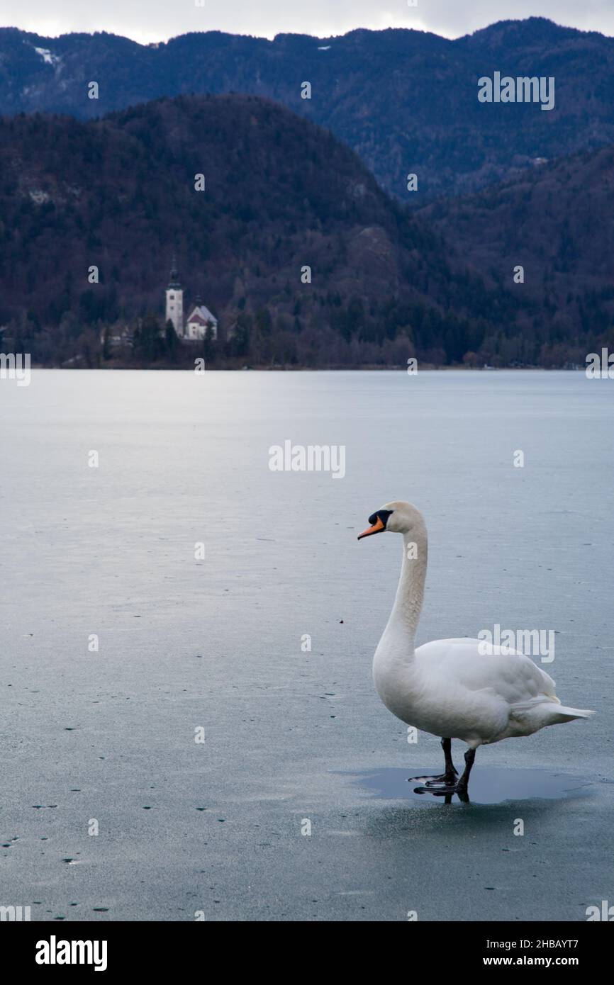 A confused swan on a frozen Lake Bled with the island Pilgrimage Church ...