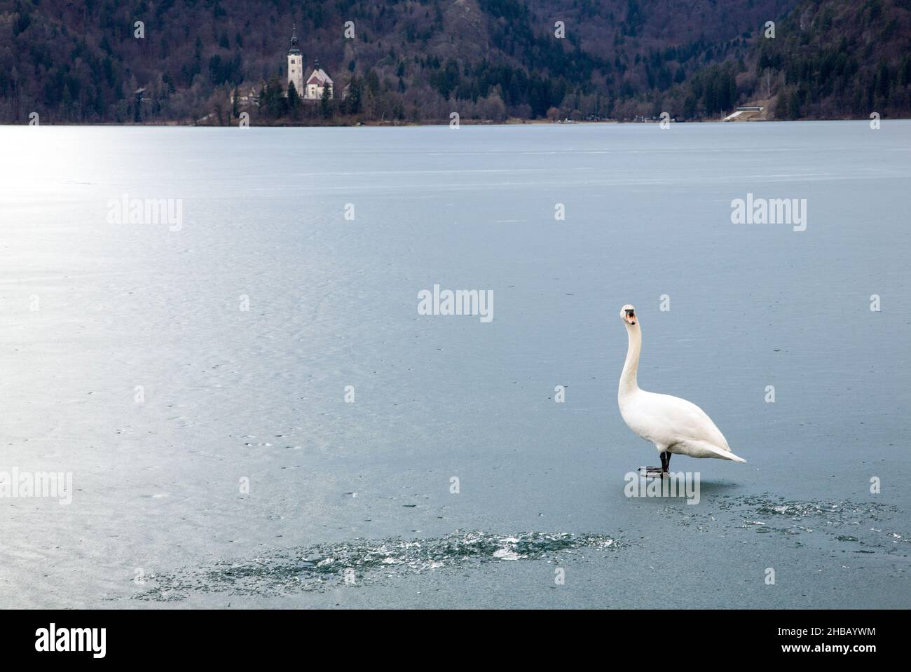 A confused swan on a frozen Lake Bled with the island Pilgrimage Church ...