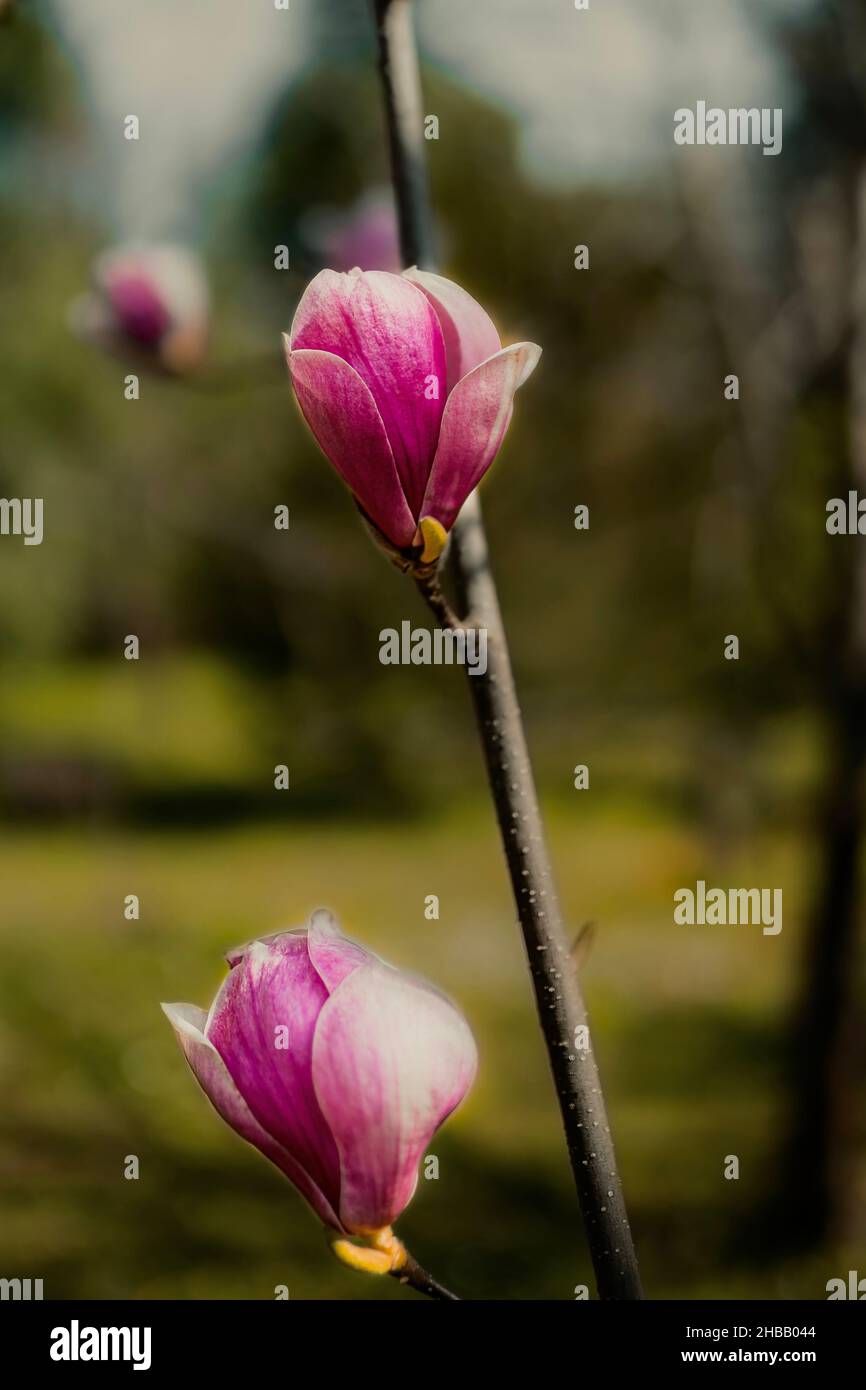 Magnolia photos hi-res stock photography and images - Alamy