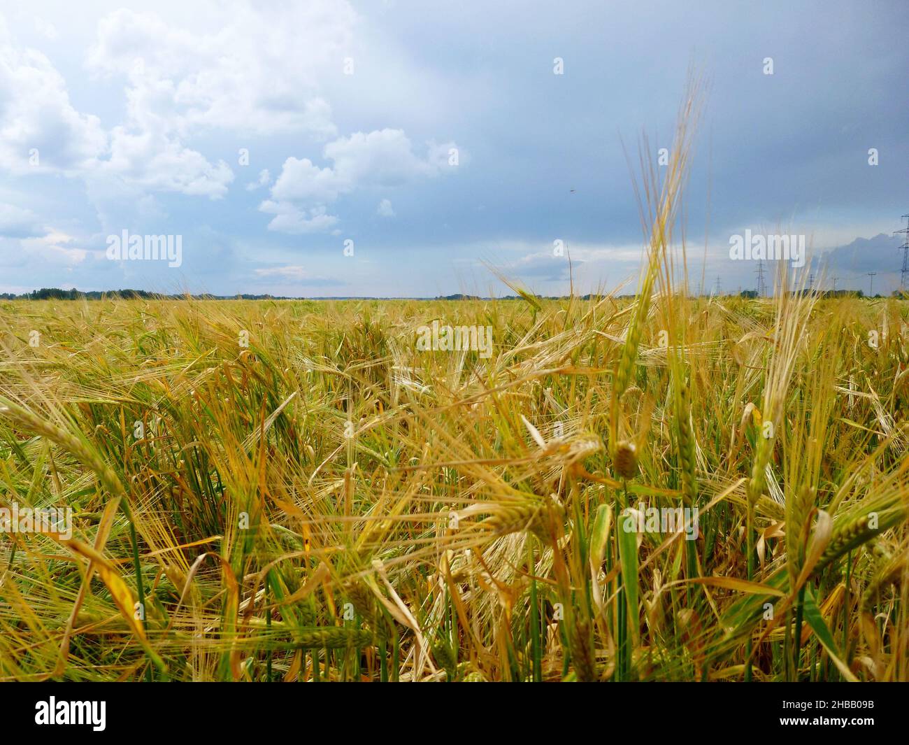 Agricultural rye field under sky with clouds. Harvest theme. Rural ...