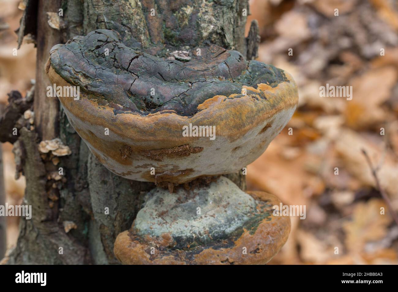 Fungus on oak tree trunk hi-res stock photography and images - Alamy