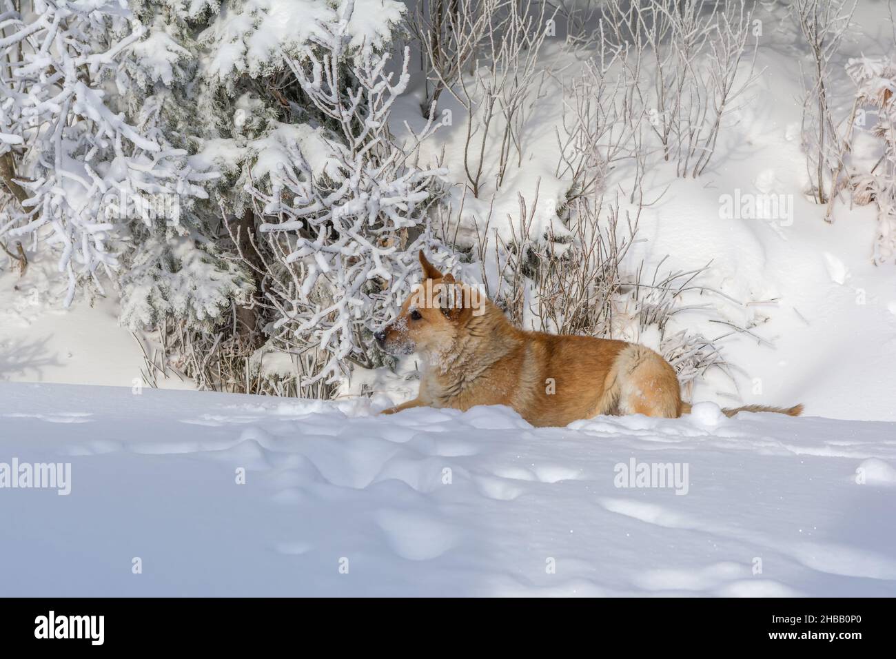 Winter photos of a dog. Red-haired dog in nature in winter. Winter mood ...
