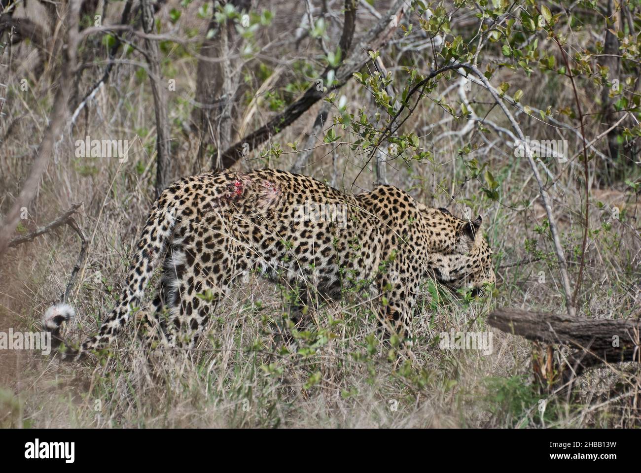 heaviliy wounded female leopard, Panthera pardus, stalking injured ...