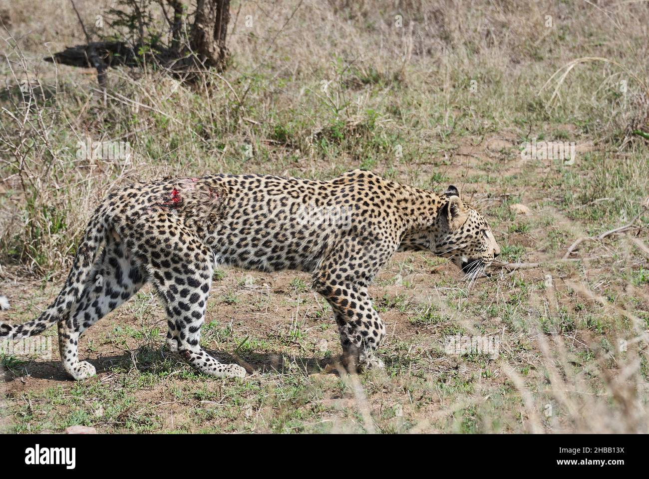 heaviliy wounded female leopard, Panthera pardus, stalking injured ...