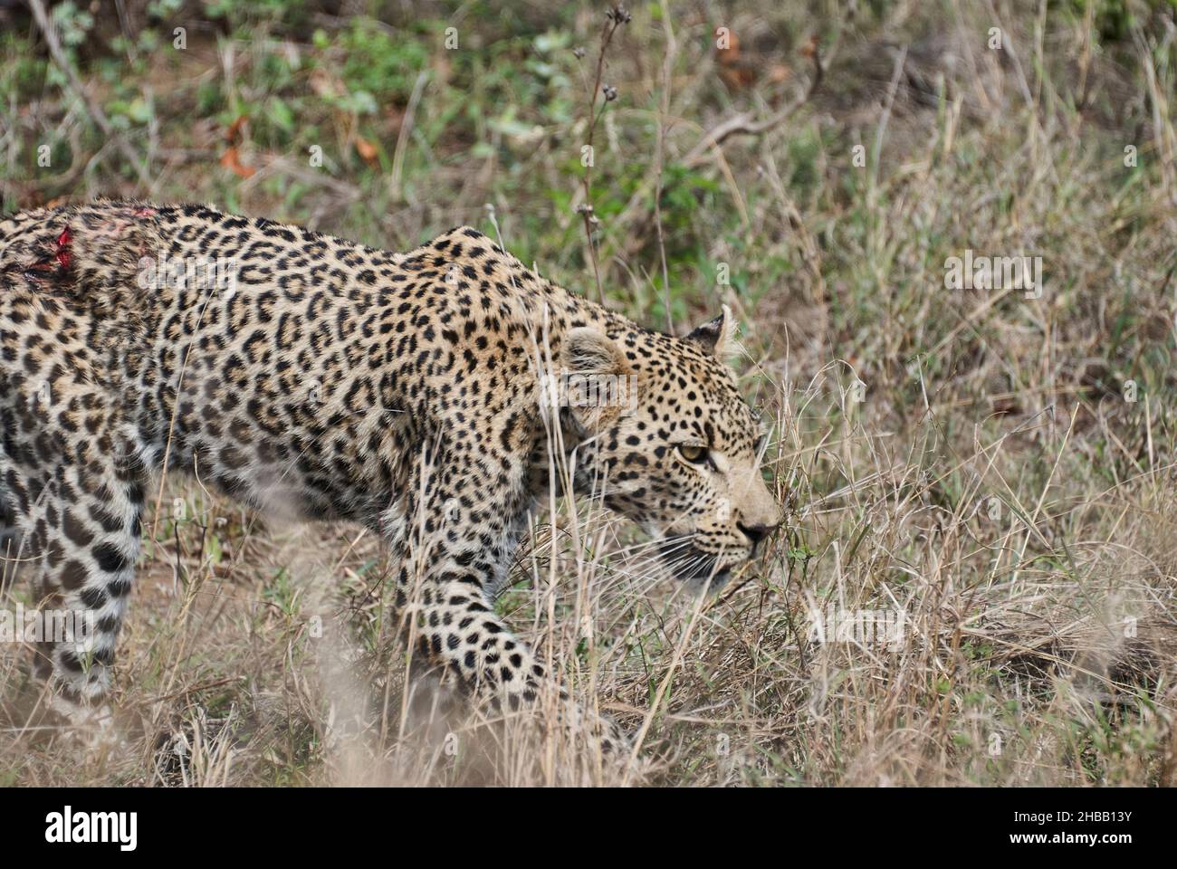 heaviliy wounded female leopard, Panthera pardus, stalking injured ...