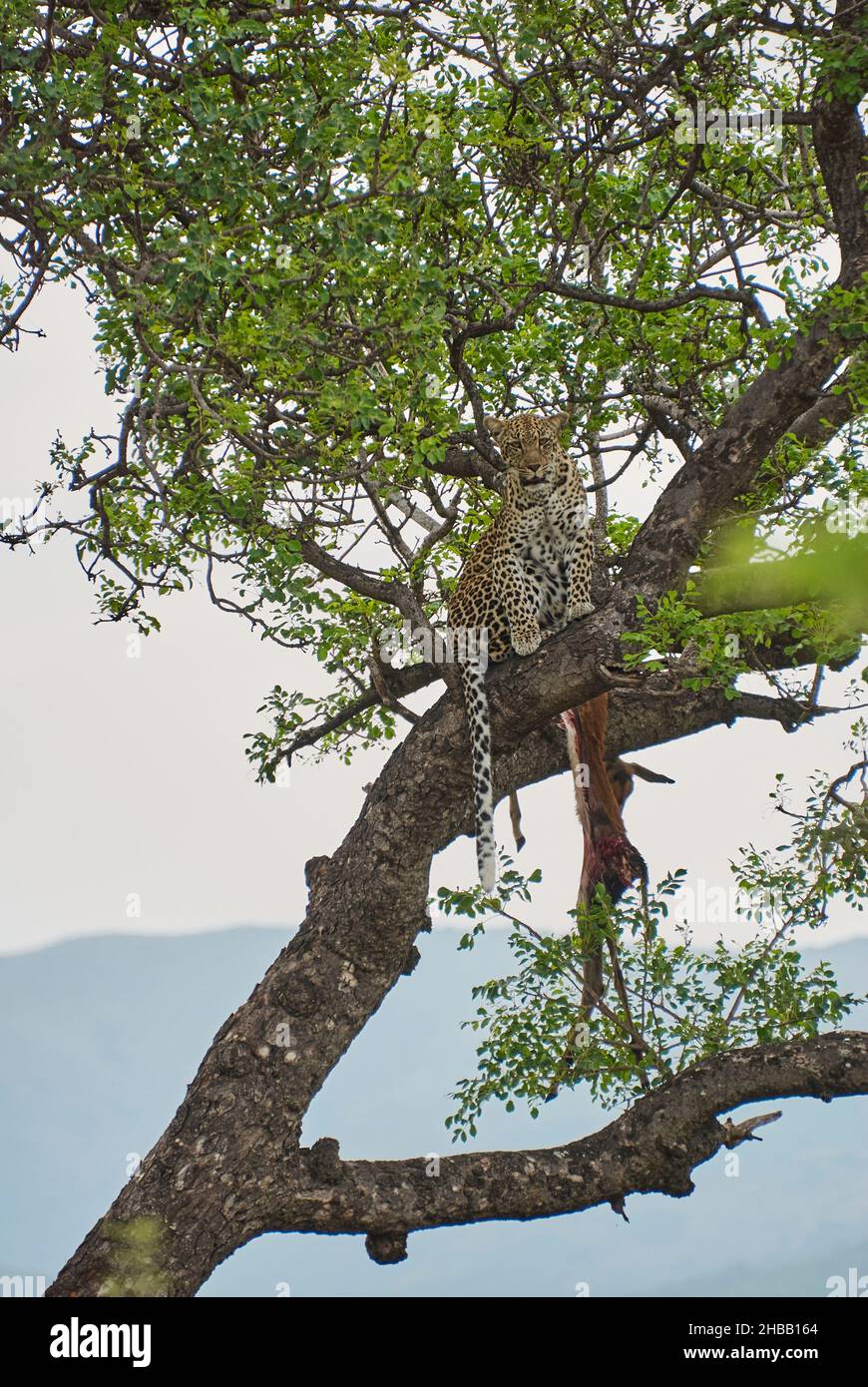leopard, Panthera pardus, a big predator and african wild cat sitting ...