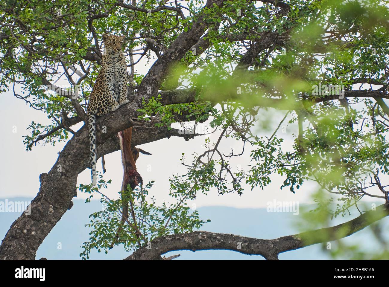 leopard, Panthera pardus, a big predator and african wild cat sitting ...