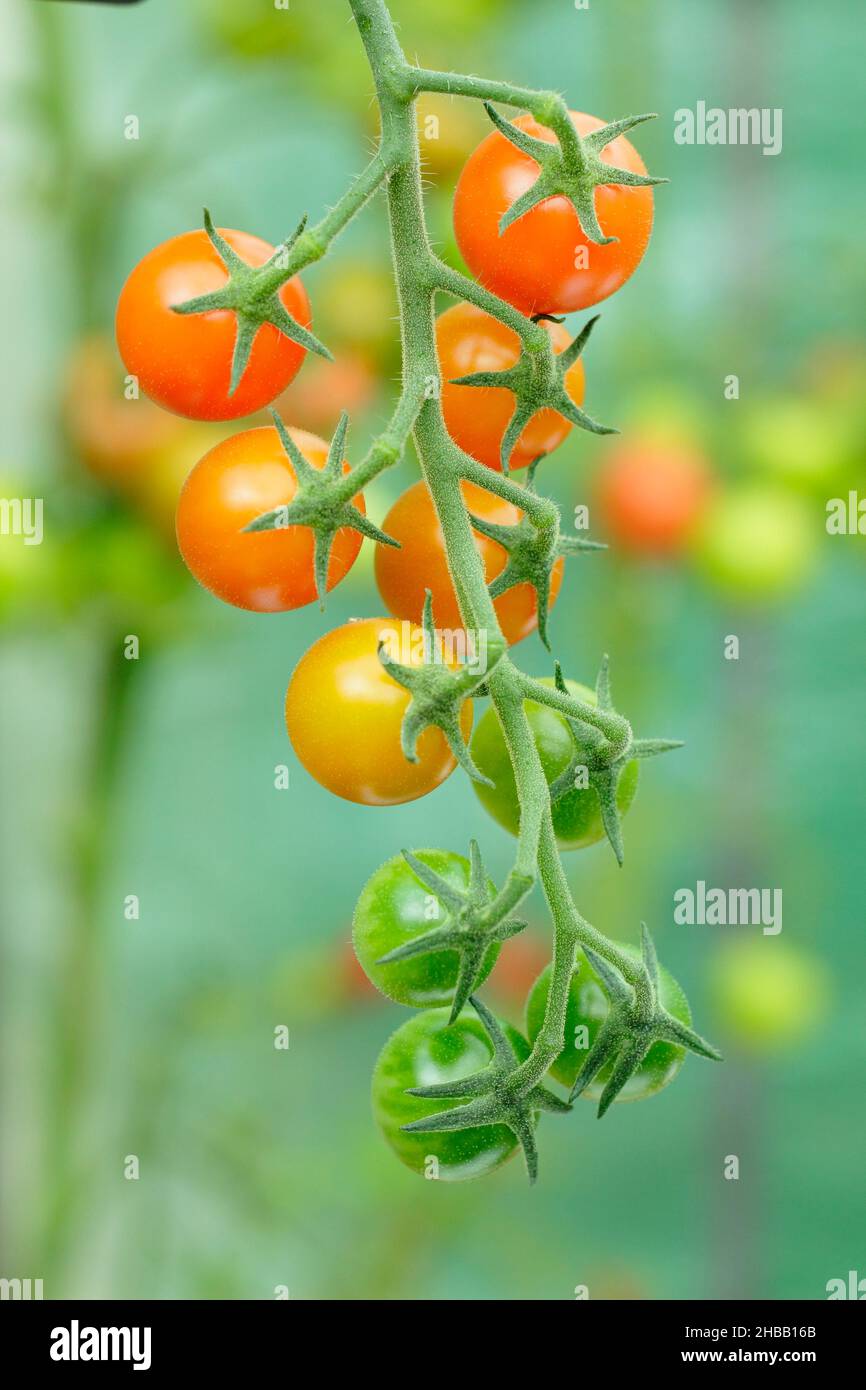 Sungold cherry tomatoes hi-res stock photography and images - Alamy