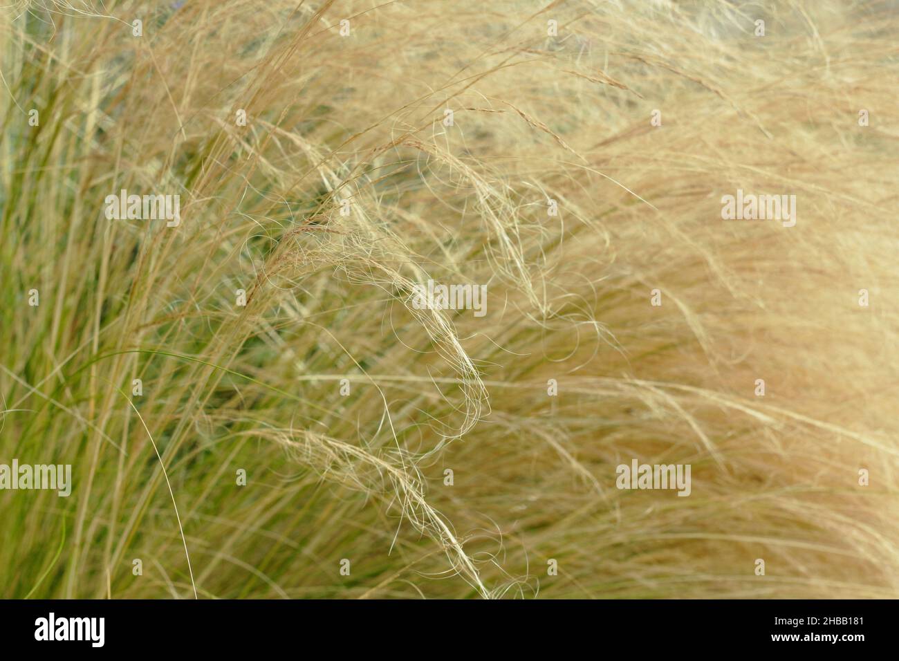 Stipa tenuissima. Ornamental Mexican feather grass seedheads arching ...