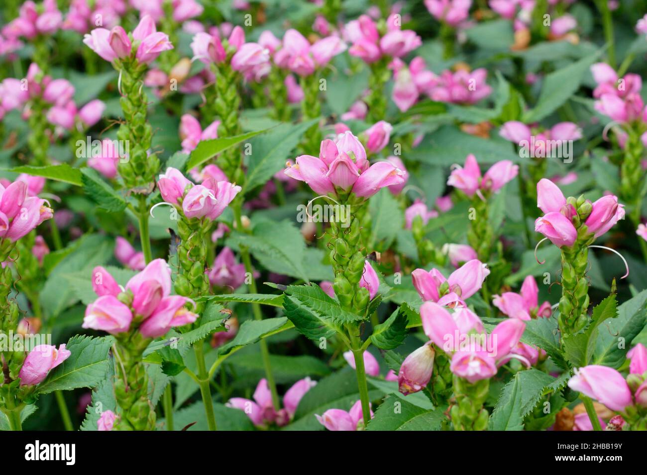 Chelone obliqua. Flowers of chelone obliqua, also called Twisted shell ...