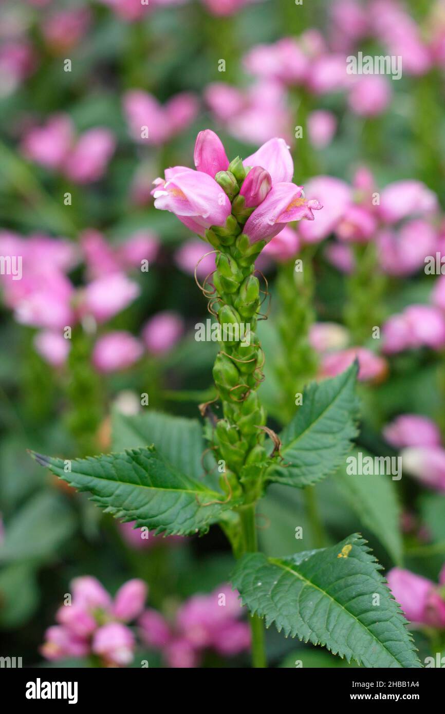 Twisted shell flowers hi-res stock photography and images - Alamy
