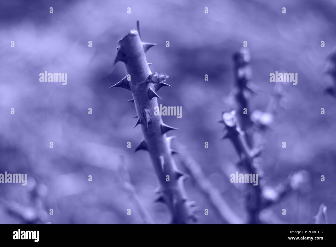 Bush of rose. Part of thorn bush. Stem of rose bush with thorns and ...