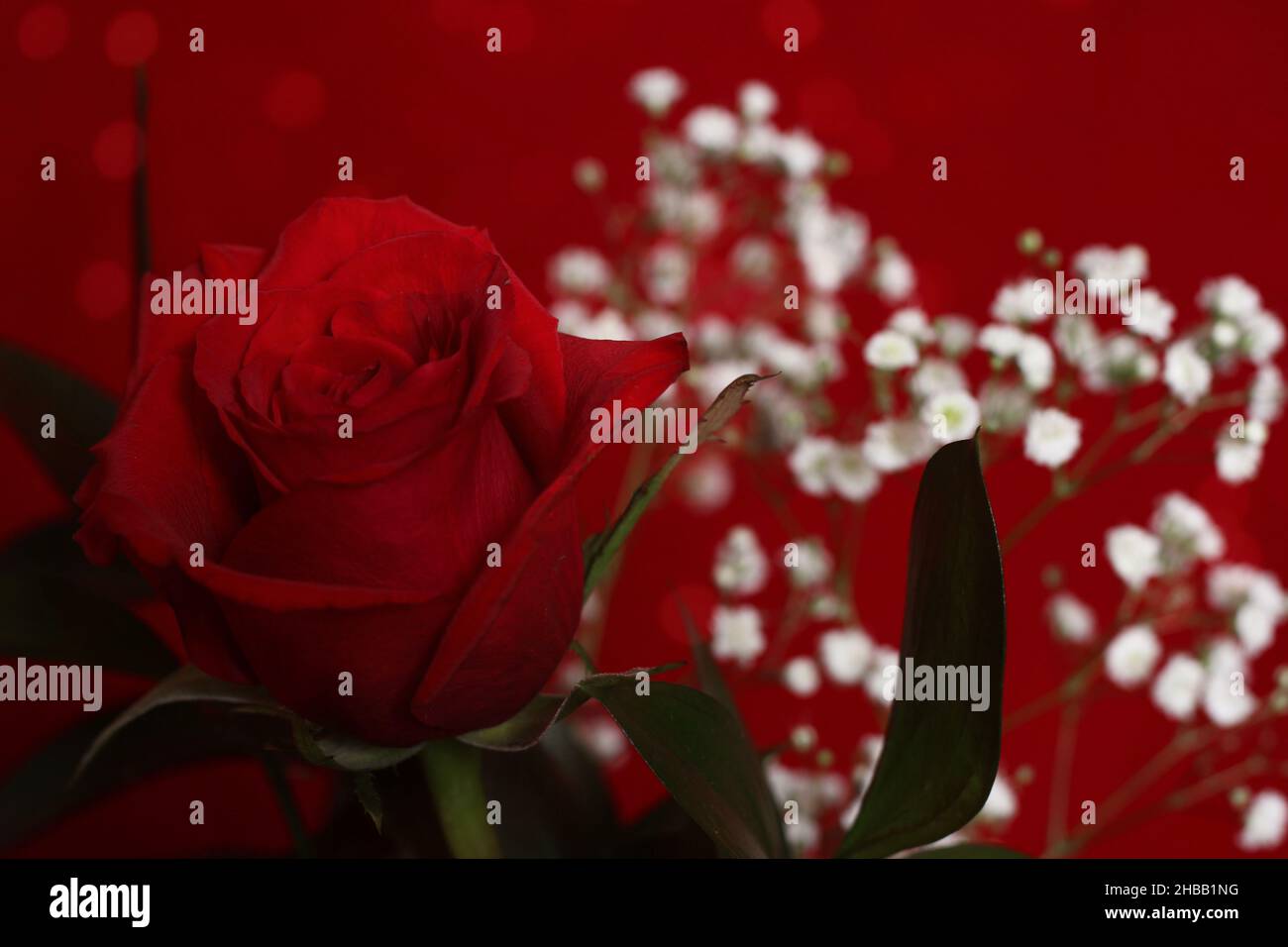 Red Rose on Red Velvet Background Stock Photo - Alamy