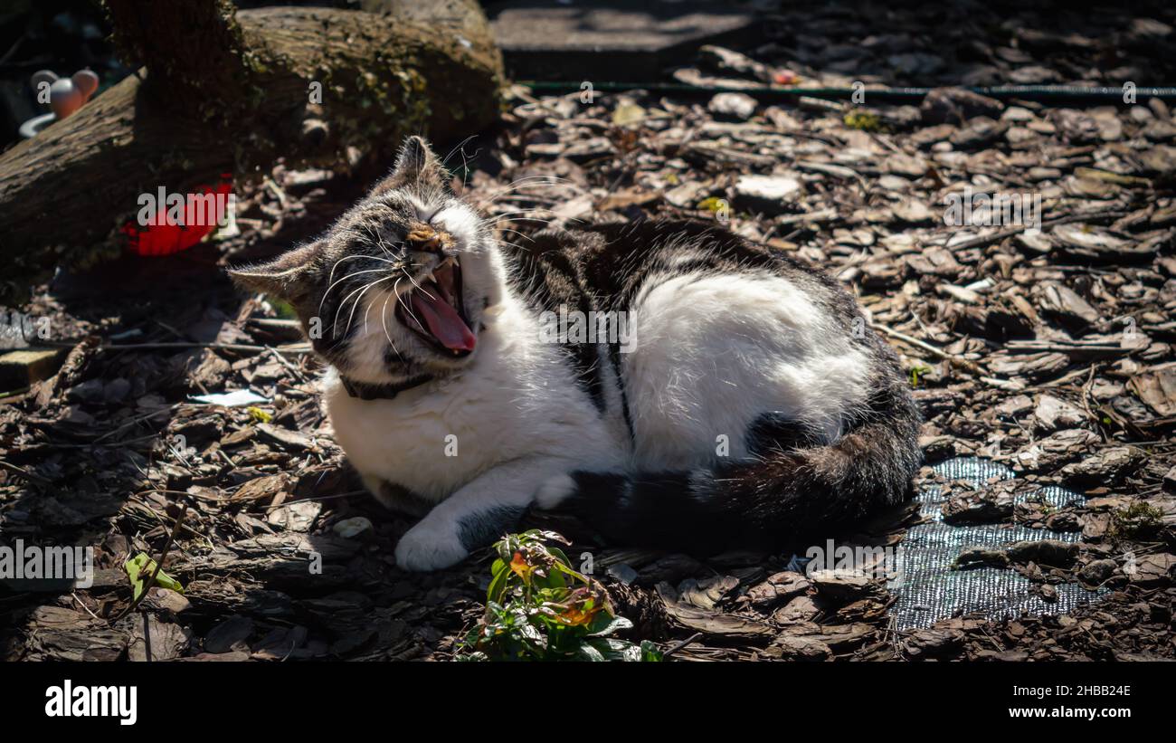 Image of a house cat yawning while basking in the sun Stock Photo - Alamy