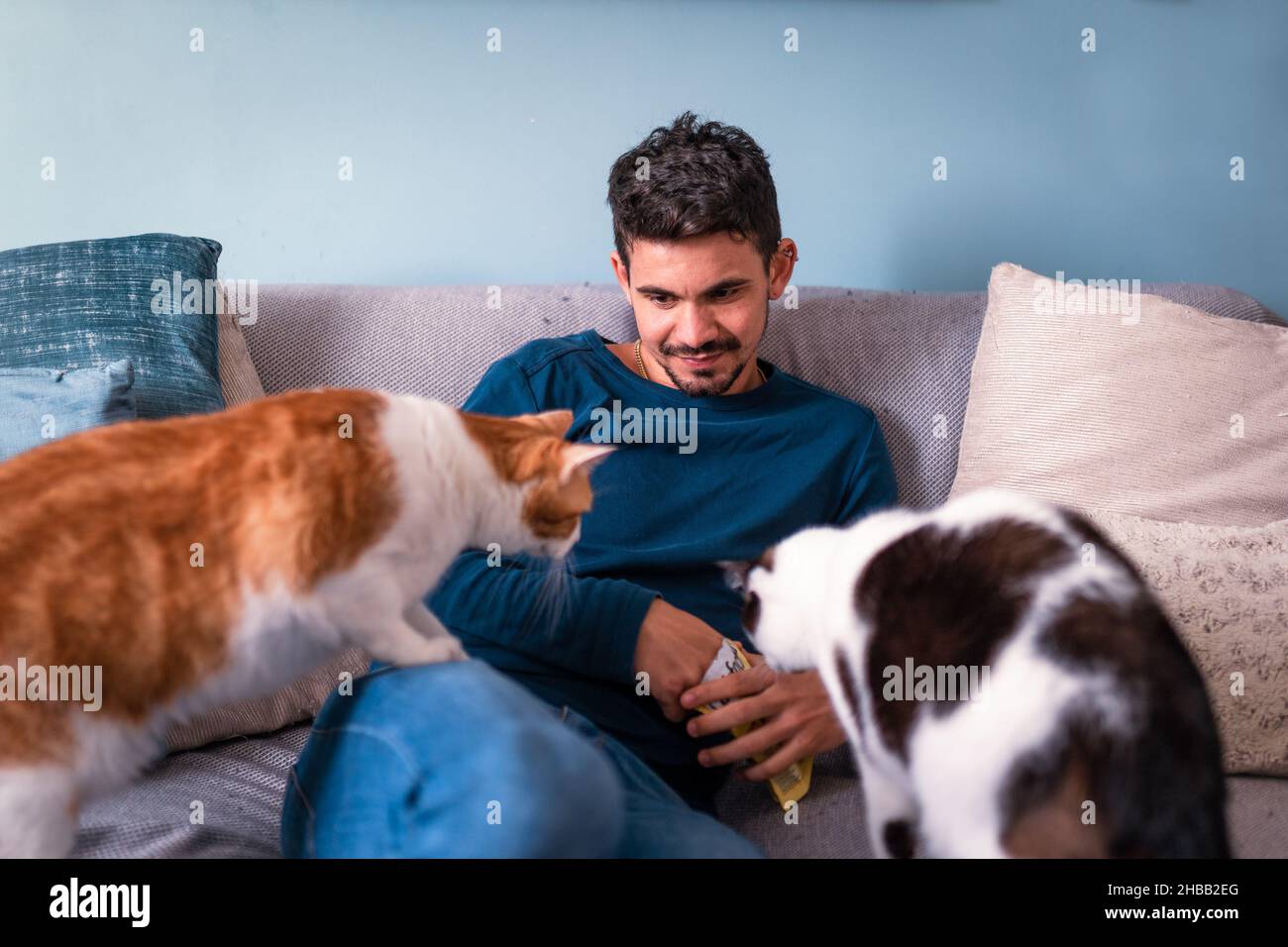 young man sitting on a gray sofa interacts with two domestic cats Stock ...