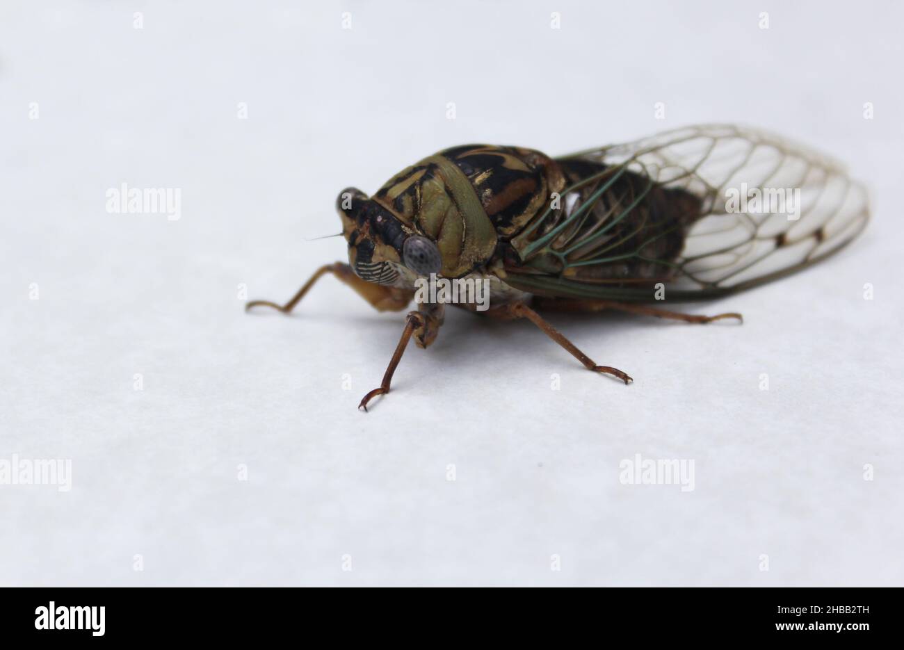 Cicada insect on white hi-res stock photography and images - Alamy